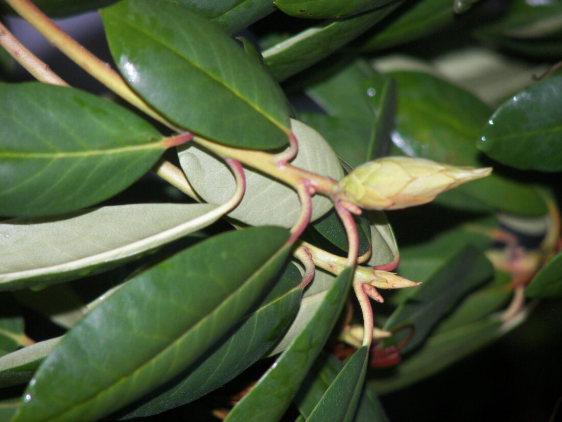 Reflections in Nature: Rhododendron bushes have two types of buds ...